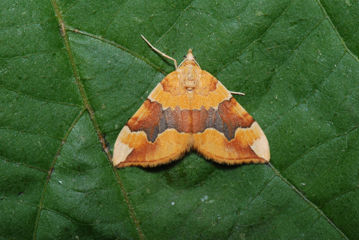 Barred yellow Ox Close barred-yellow-ox-close