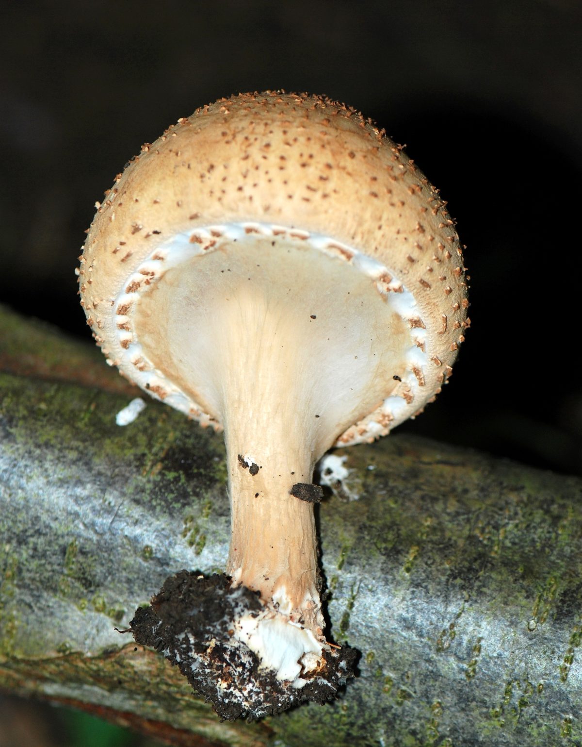 Freckled Dapperling – Ox Close