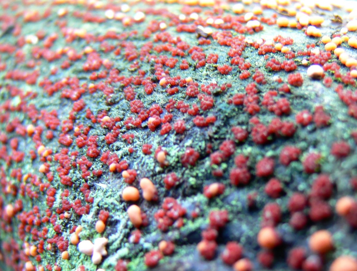 Coral spot – Ox Close