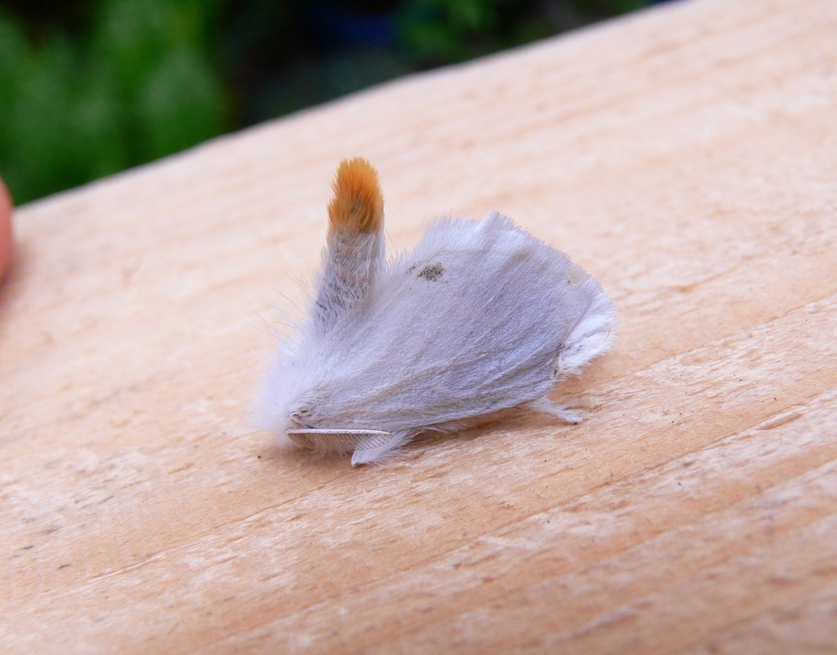 yellow-tail – Ox Close