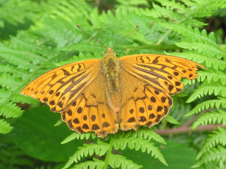Silver Washed Fritillary – Ox Close